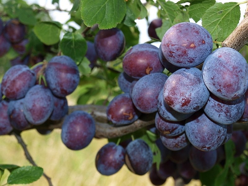 Zahradnictví Franc - Zahradnictví Franc